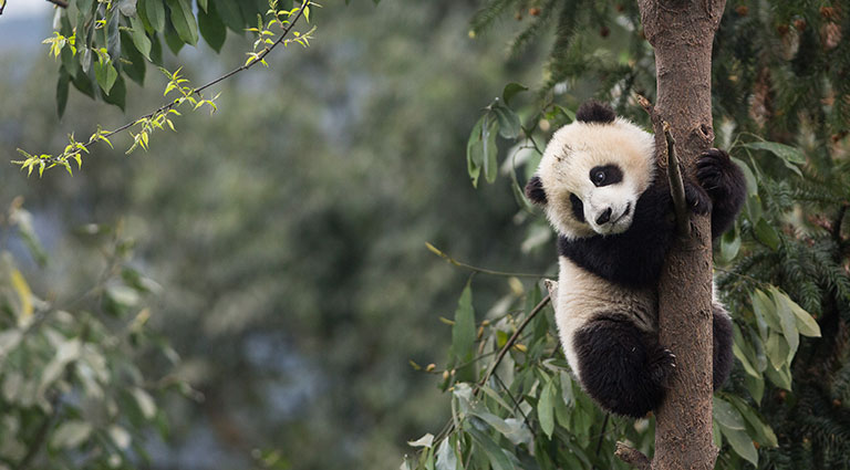 China's National Parks and Pandas | Luxury China Itinerary | Remote Lands