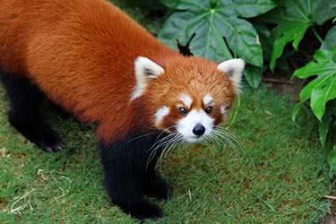 Sights of Sichuan | Luxury China Itinerary | Remote Lands