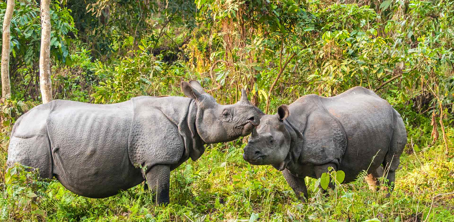 Assam | India | Luxe and Intrepid Asia | Remote Lands