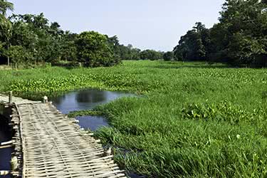 Assam | India | Luxe and Intrepid Asia | Remote Lands