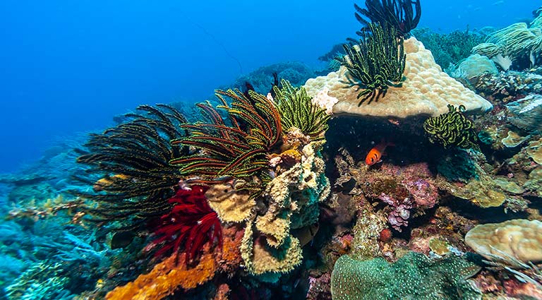 Underwater World Exploration in Sulawesi | Luxury Indonesia Itinerary ...