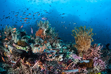 Underwater World Exploration in Sulawesi | Luxury Indonesia Itinerary ...