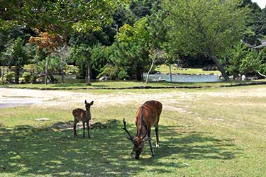 Japanese Art & Culture Tour | Luxury Japan Itinerary | Remote Lands