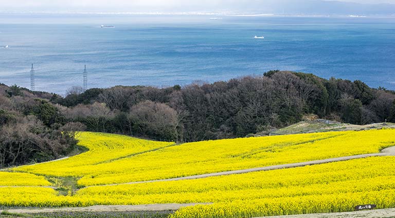 Authentic Japanese Culture on the Islands of Kyushu and Shikoku ...
