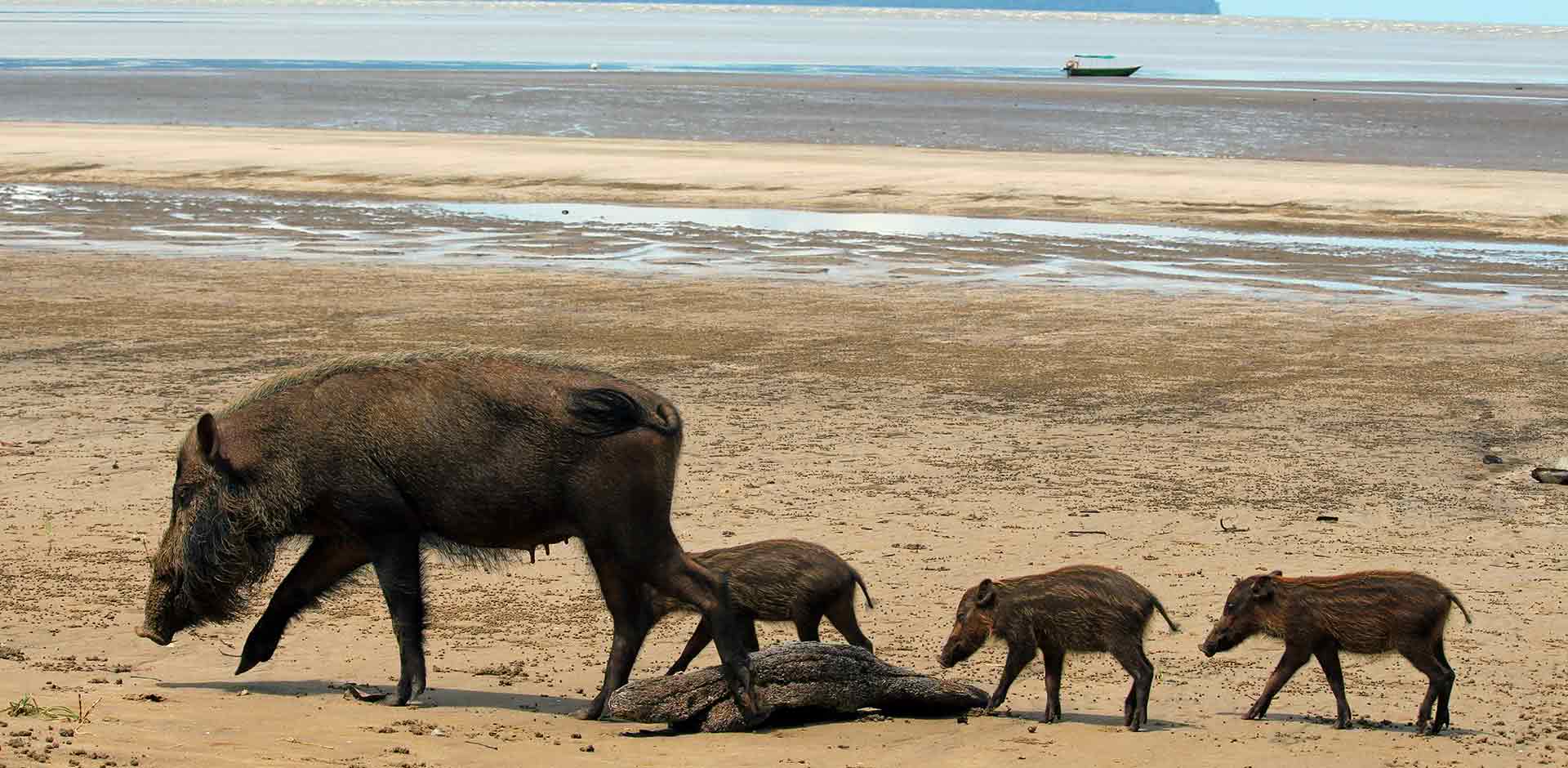 Bako | Malaysia | Luxe and Intrepid Asia | Remote Lands