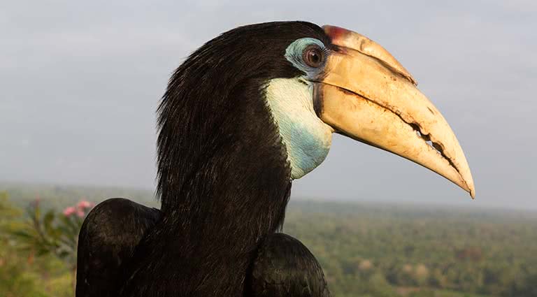 Nature in the Raw | Luxury Papua New Guinea Itinerary | Remote Lands