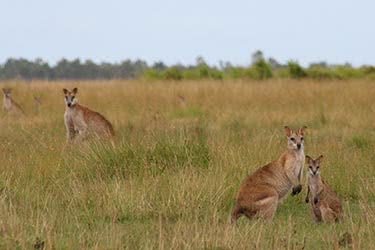 Exotic Wildlife of Papua New Guinea | Luxury Papua New Guinea Itinerary ...