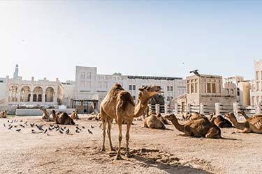Classic Qatar | Luxury Qatar Itinerary | Remote Lands