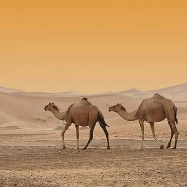 Masirah Island | Oman Luxury Travel | Remote Lands