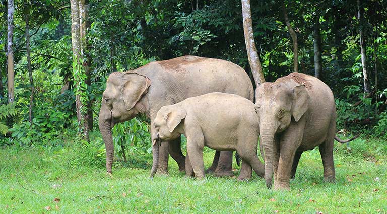 Wildlife | Nature & Wildlife Travel in Asia | Remote Lands