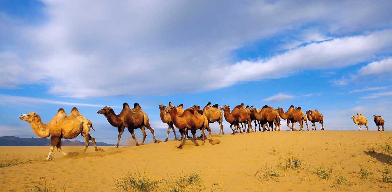 Gobi Desert | Mongolia | Luxe and Intrepid Asia | Remote Lands