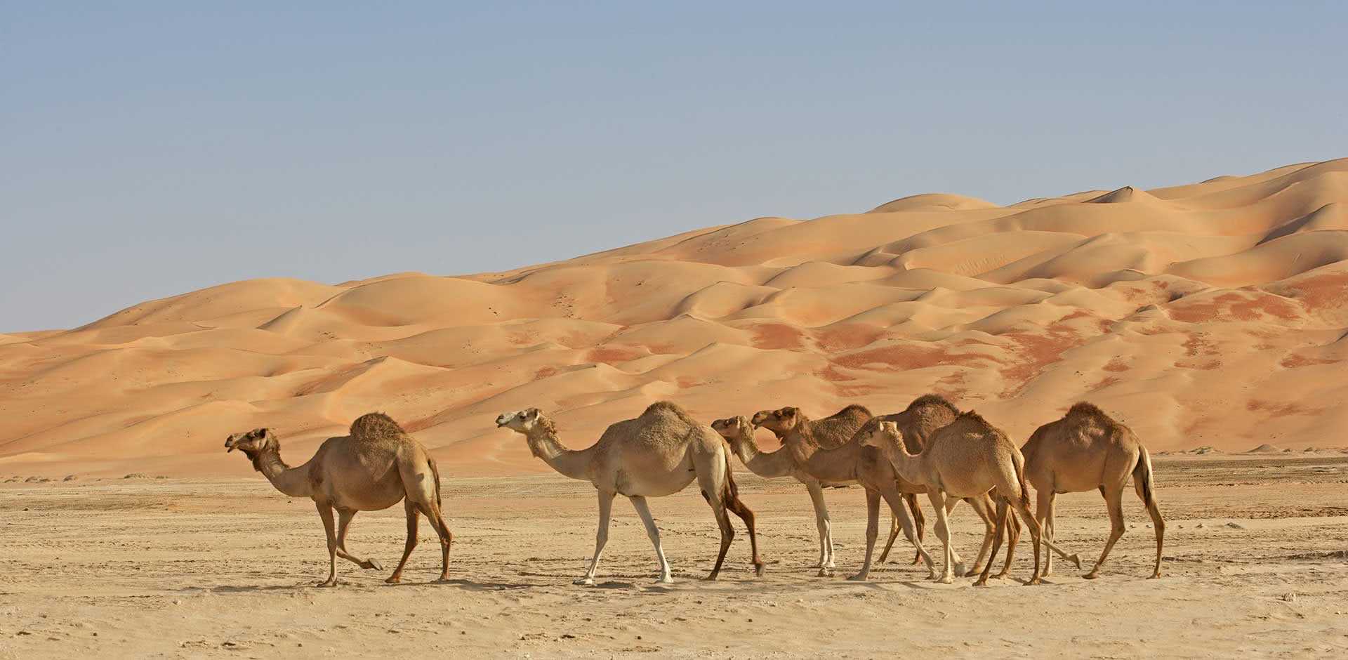 Liwa Oasis | UAE Luxury Travel | Remote Lands