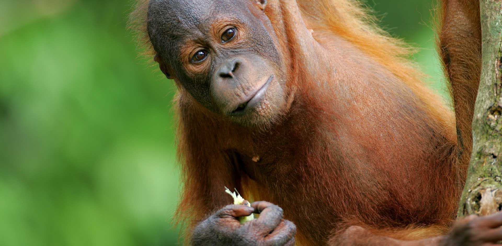 Sepilok | Malaysia | Luxe and Intrepid Asia | Remote Lands