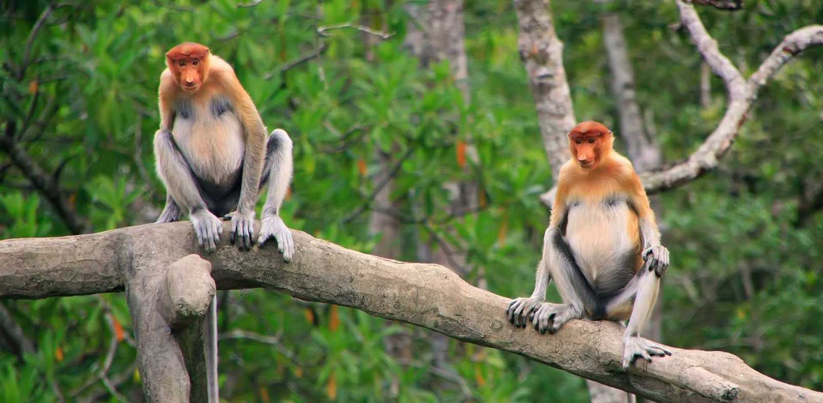 Sepilok | Malaysia | Luxe and Intrepid Asia | Remote Lands