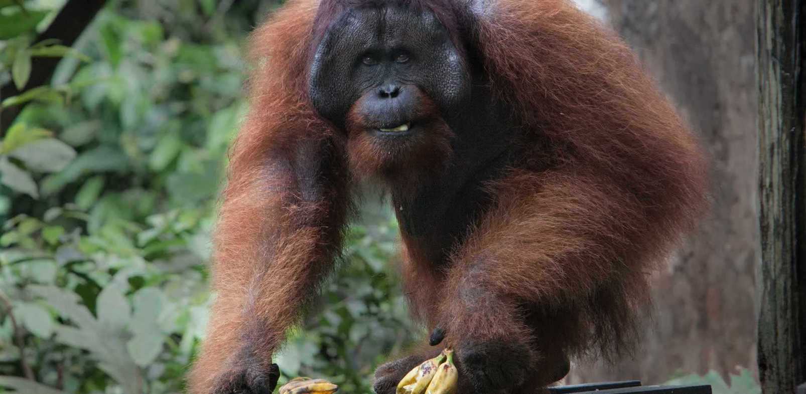 Sepilok | Malaysia | Luxe and Intrepid Asia | Remote Lands