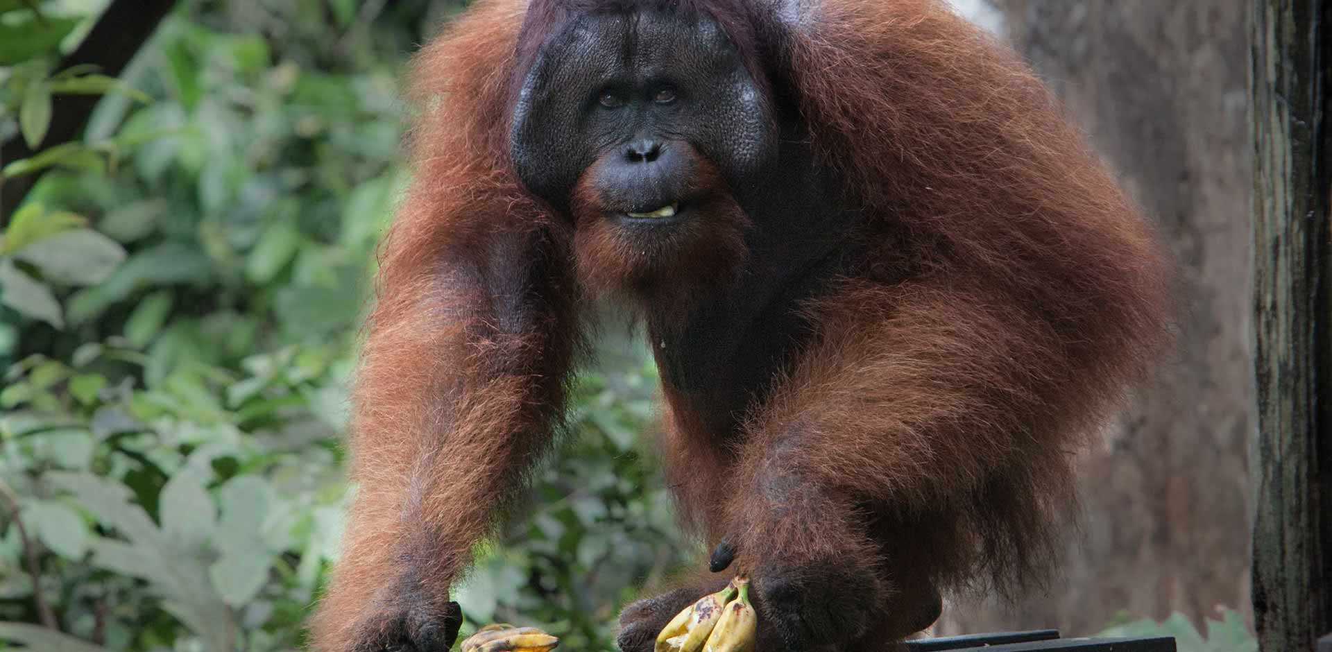 Sepilok | Malaysia | Luxe and Intrepid Asia | Remote Lands