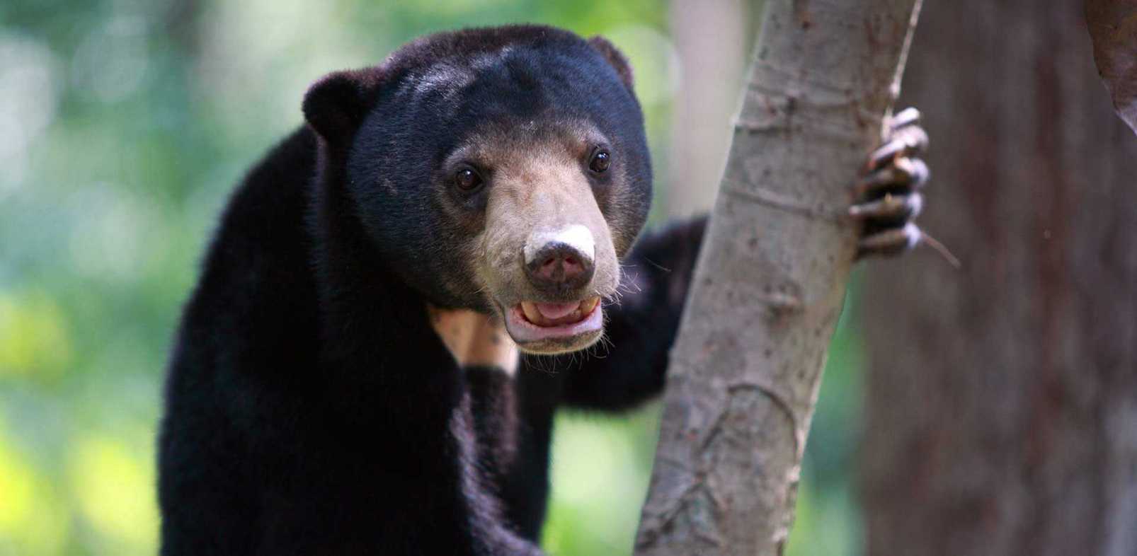 Sepilok | Malaysia | Luxe and Intrepid Asia | Remote Lands