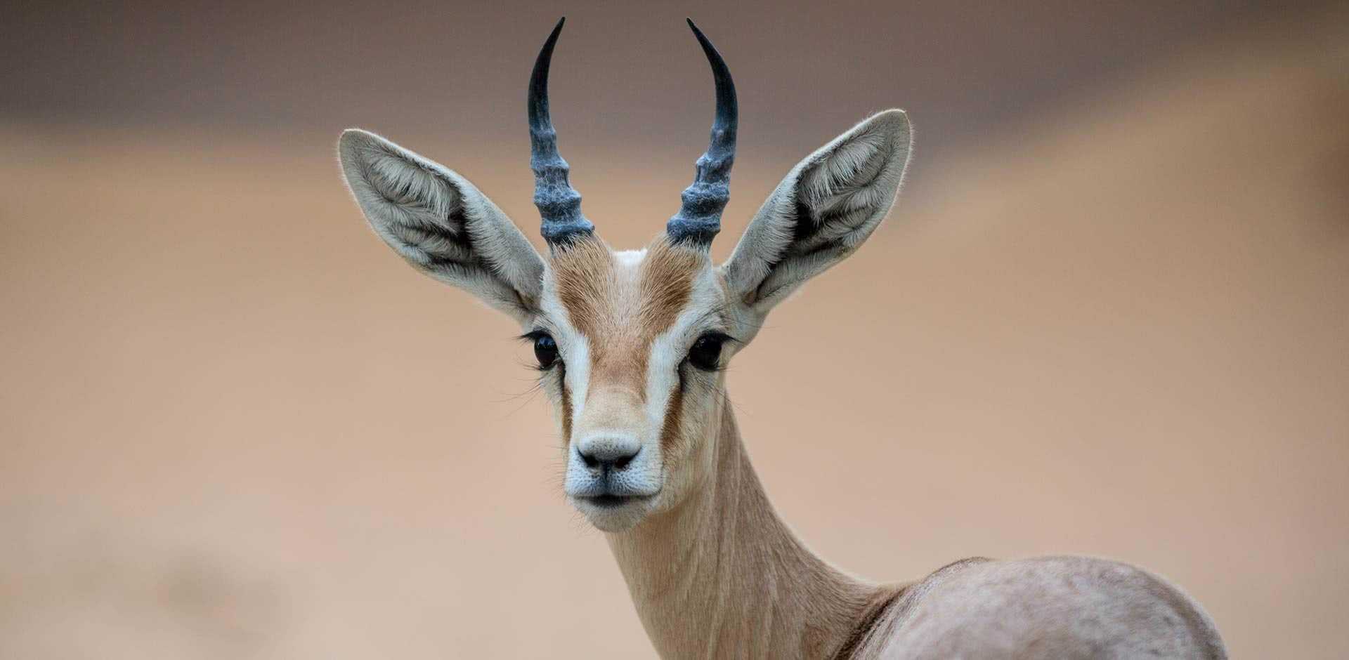 Al Maha | UAE Luxury Travel | Remote Lands