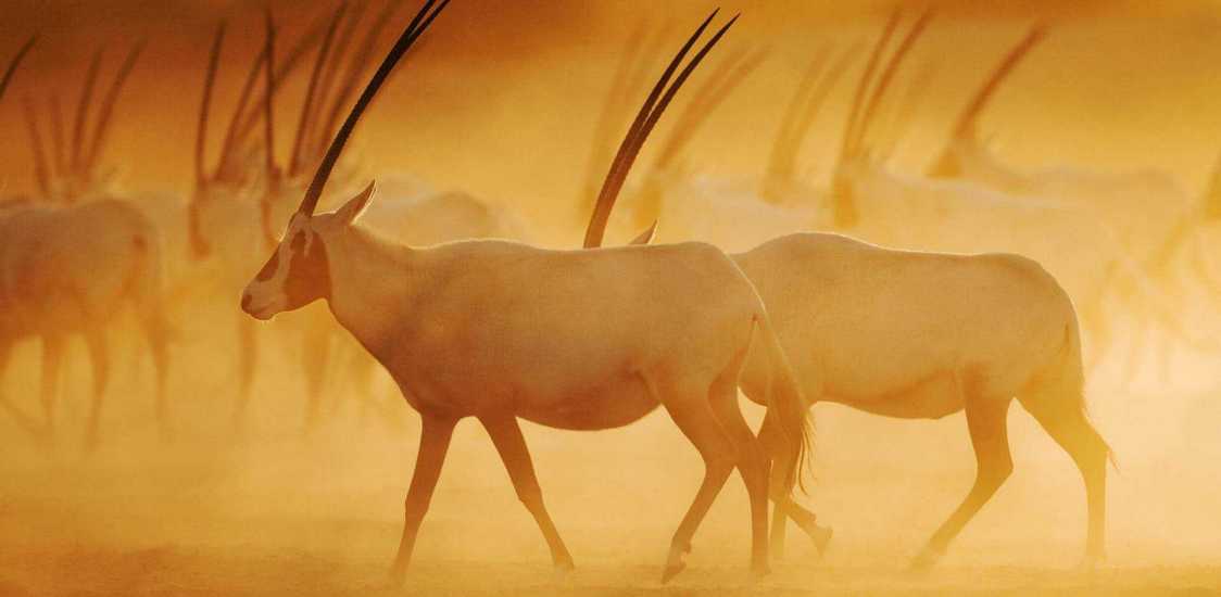 Sir Bani Yas Island | UAE Luxury Travel | Remote Lands