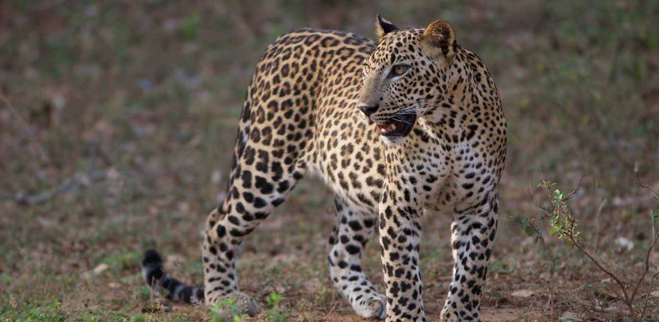 Leopard Trails | Sri Lanka Luxury Tented Camp | Remote Lands