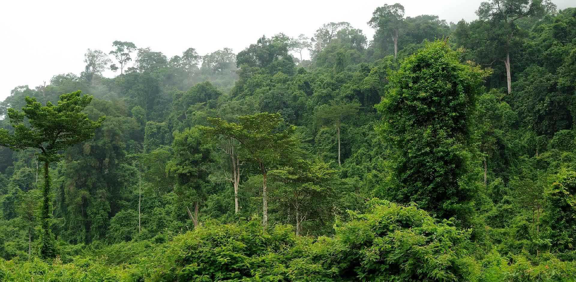 Cardamom Mountains | Cambodia | Luxe and Intrepid Asia | Remote Lands