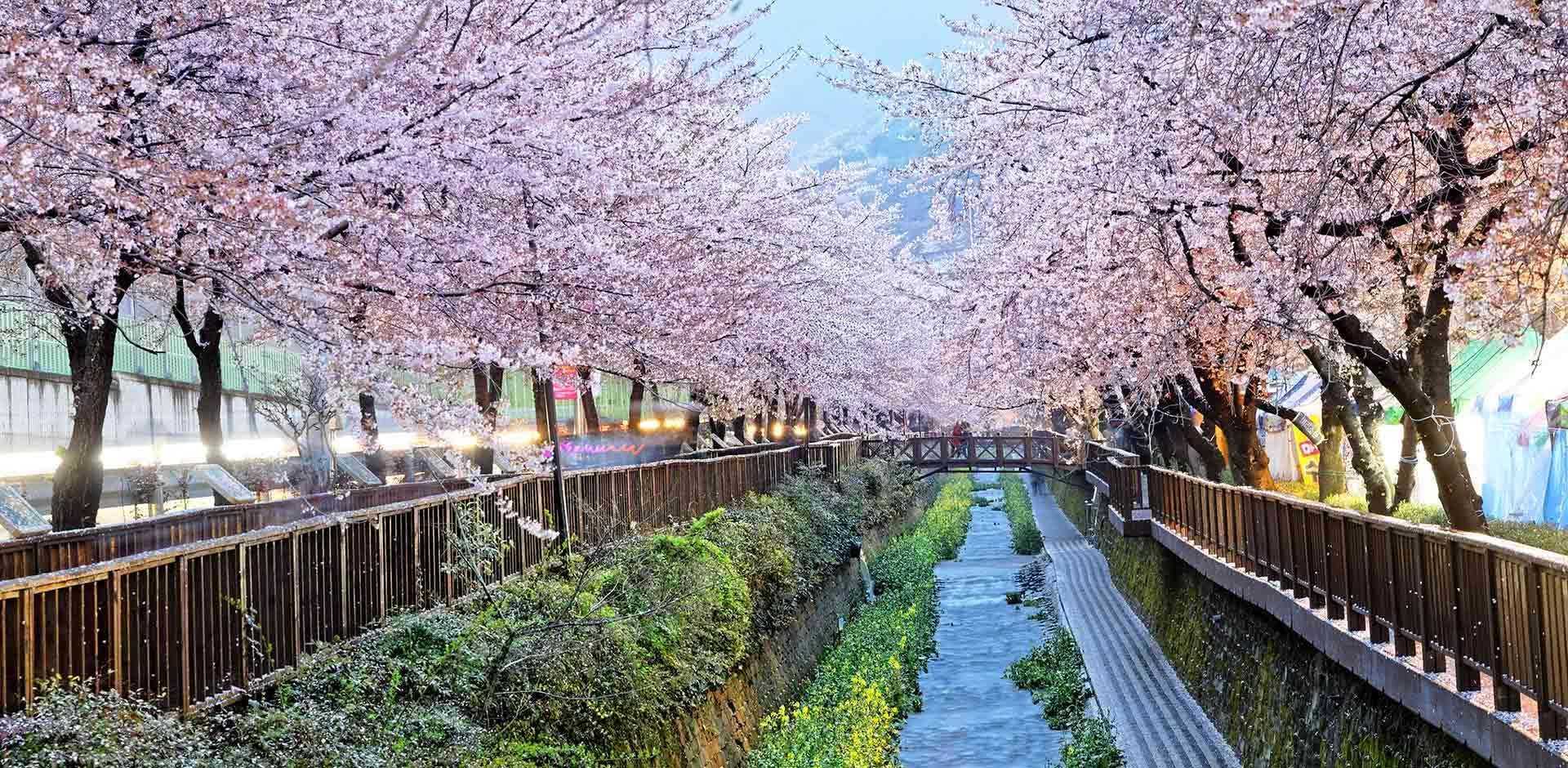 Busan | South Korea | Luxe and Intrepid Asia | Remote Lands