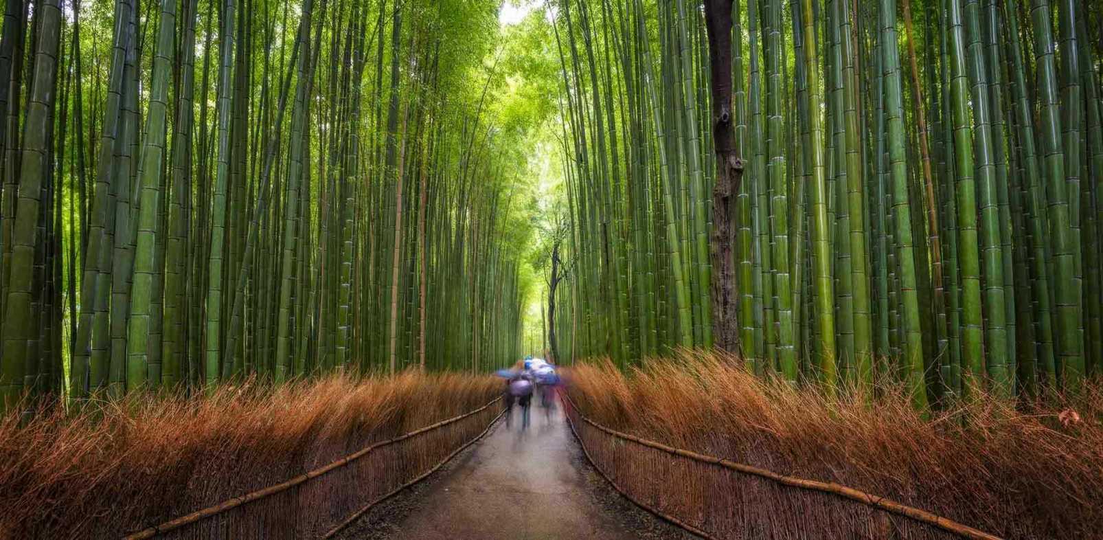 Kyoto | Japan | Luxe and Intrepid Asia | Remote Lands
