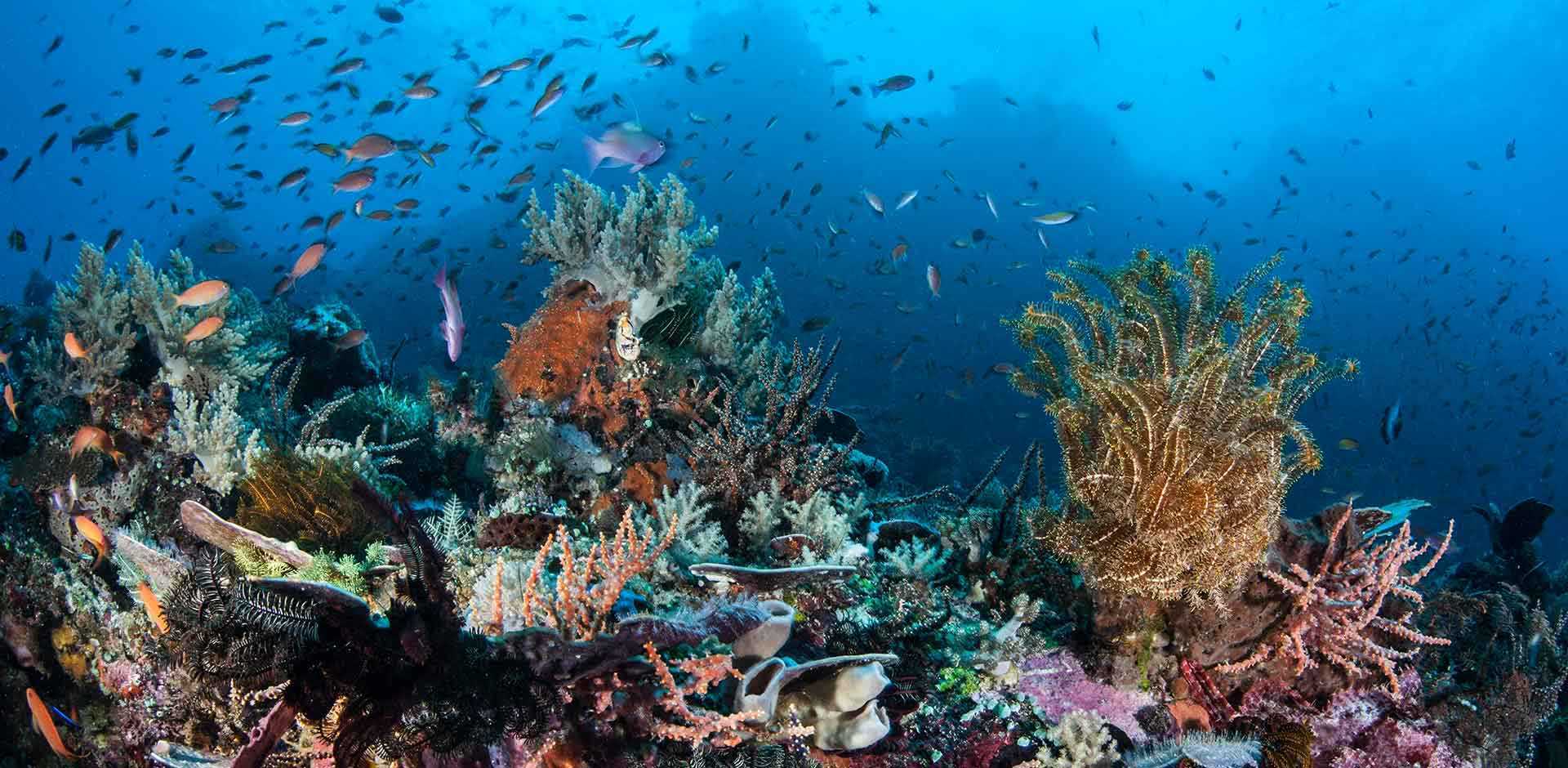 Manado | Indonesia | Luxe and Intrepid Asia | Remote Lands