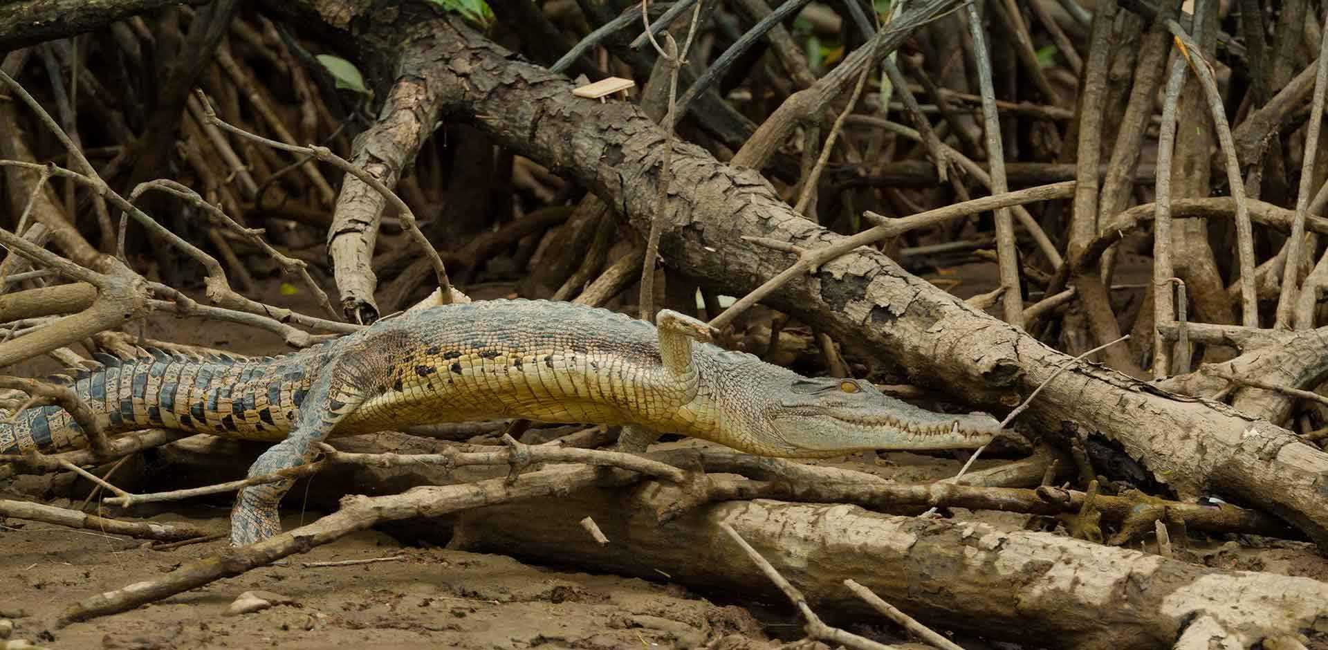 Temburong | Brunei | Luxe and Intrepid Asia | Remote Lands