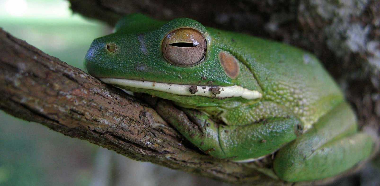 Bensbach | PNG | Luxe and Intrepid Asia | Remote Lands