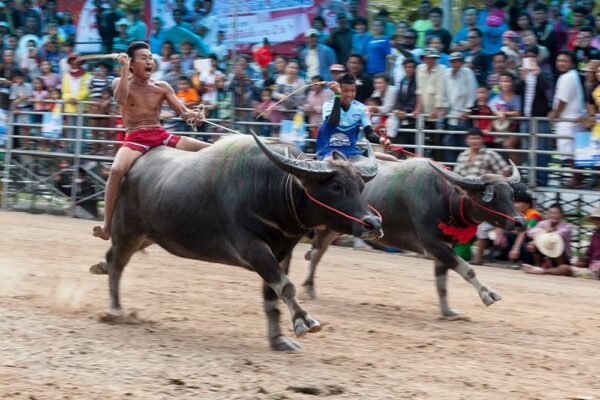 Holy Cow! A Day at Chonburi Buffalo Races - Travelogues from Remote Lands