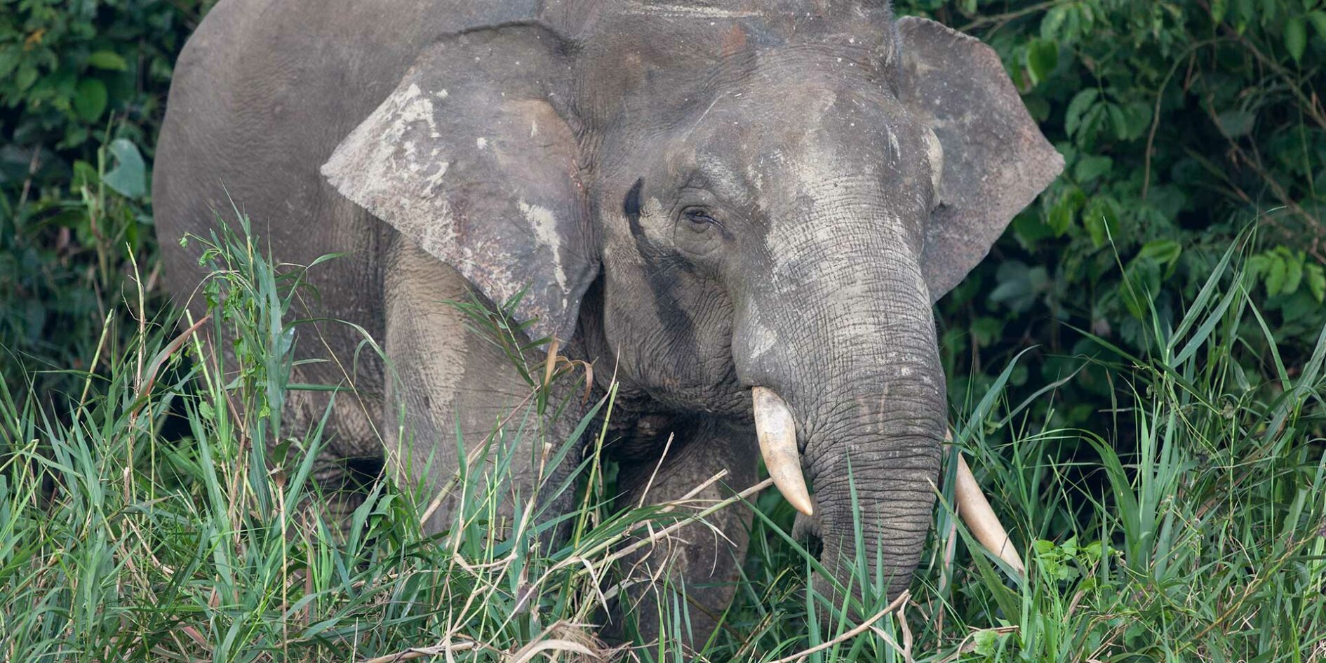 Chasing the Tail of the Pygmy Pachyderm - Travelogues from Remote Lands