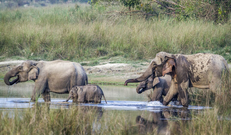 Nepal’s Bardia: Trekking with Tigers and Rafting with Rhinos ...