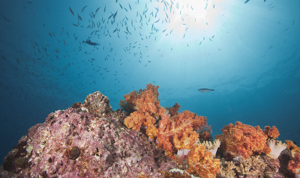 3 Easy-to-Do Wildlife Adventures in Oman - Travelogues from Remote Lands