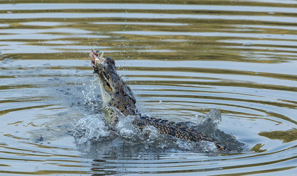 Otters, Crocs, and Macaques: Wildlife Spotting in Singapore ...