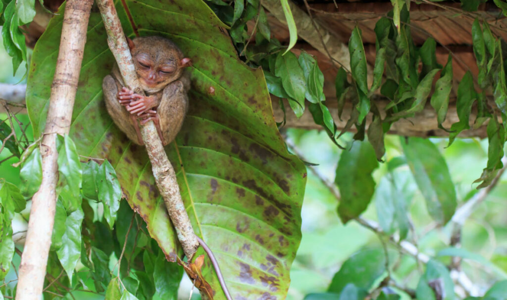 The Adorable Wildlife of the Philippines Above and Below the Water ...