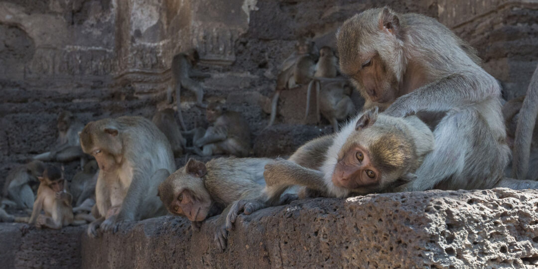The Great Monkey Temple Feast of Lopburi - Travelogues from Remote Lands