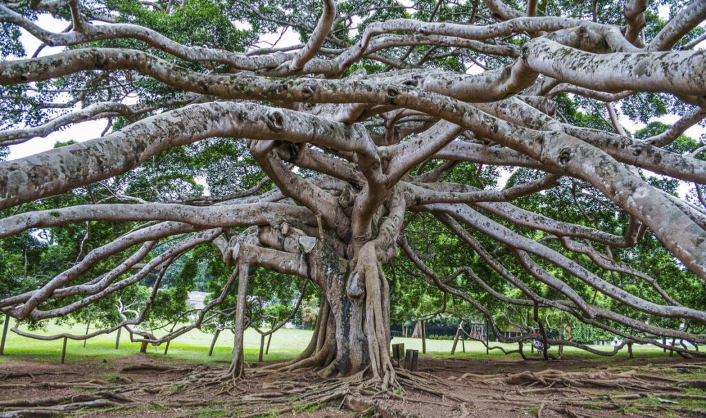 I Want Kandy: What to Do in Sri Lanka’s Heartland - Travelogues from ...