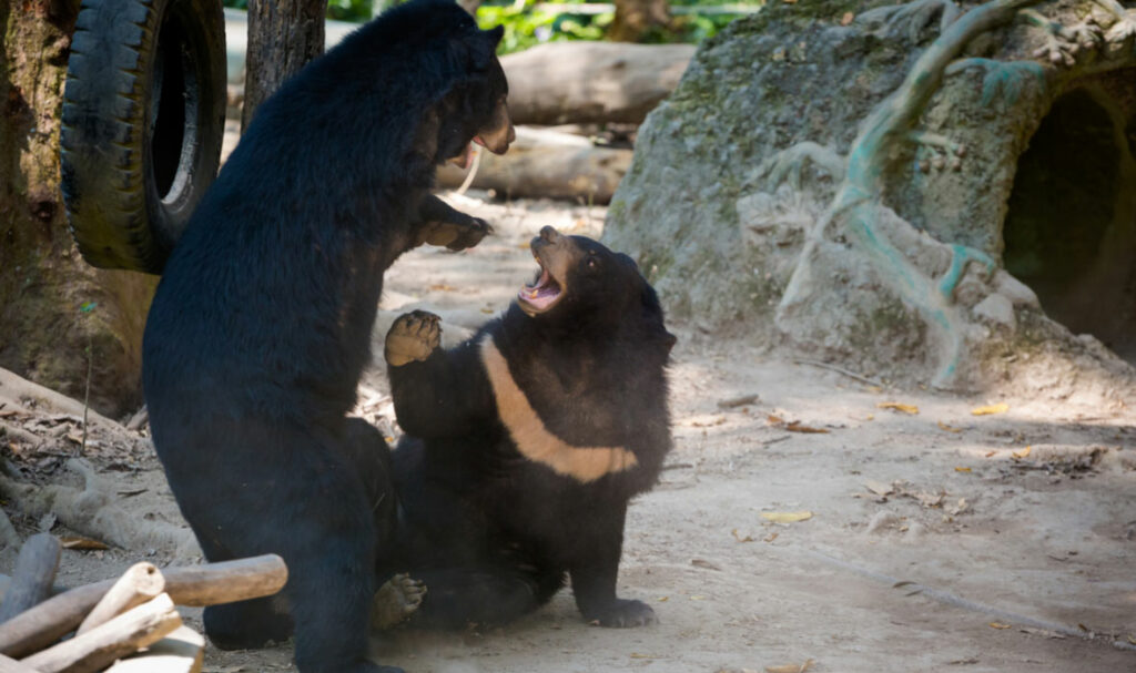 3 Activities for the Animal Lover in Luang Prabang - Travelogues from ...