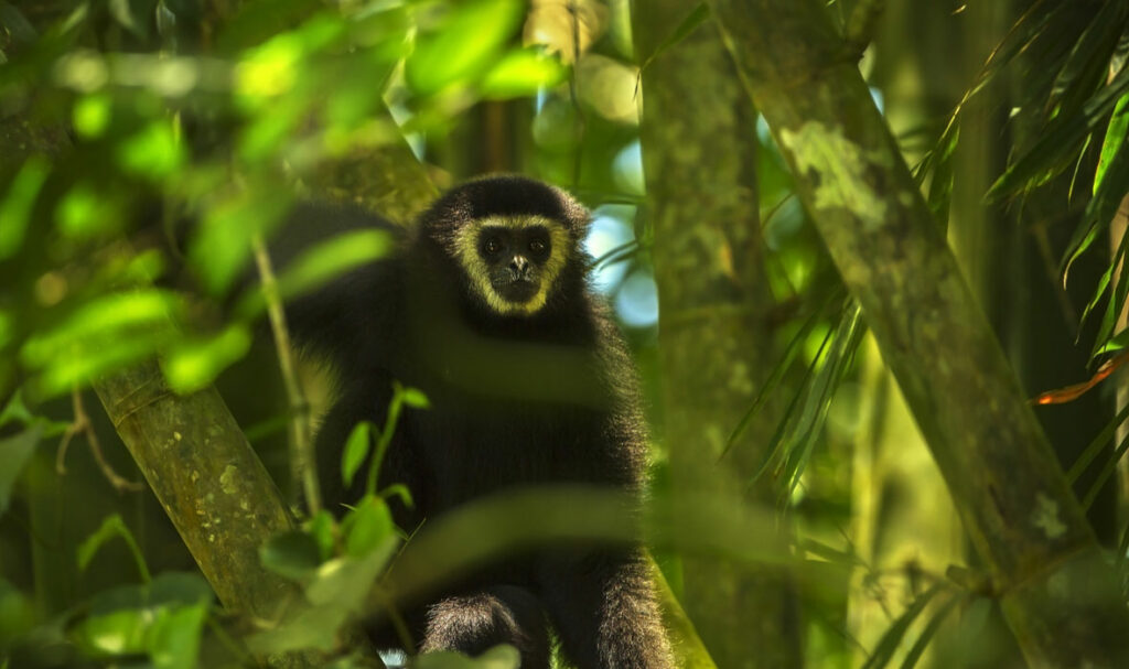 Gibbon Spotting: Finding Thailand’s Most Charming Primate in Khao Yai ...