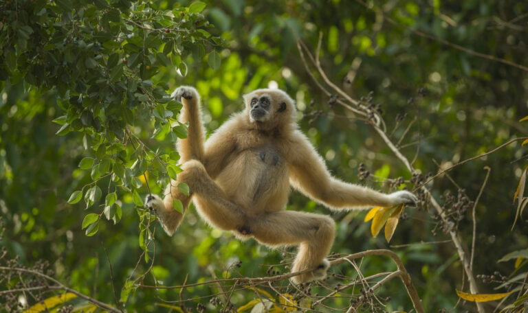 Gibbon Spotting: Finding Thailand’s Most Charming Primate in Khao Yai ...