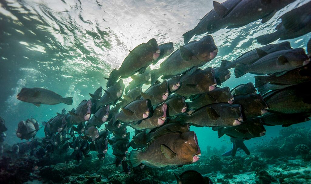 What Makes Sipadan the Best Dive Site in Malaysia? - Travelogues from ...