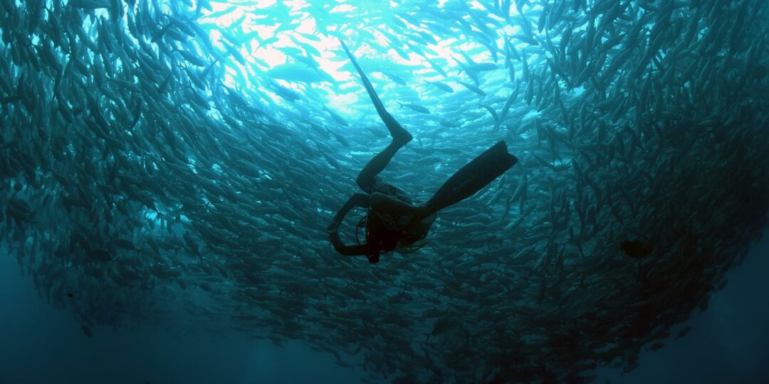 What Makes Sipadan the Best Dive Site in Malaysia? - Travelogues from ...