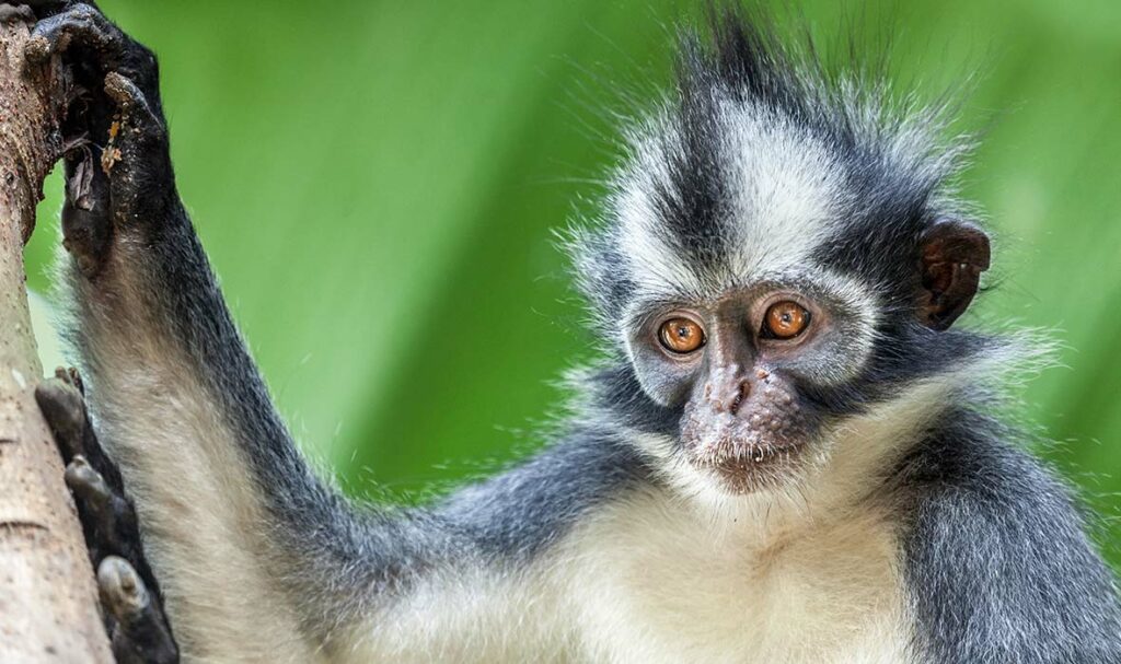 Saving the Great Apes Gunung Leuser - Travelogues from Remote Lands