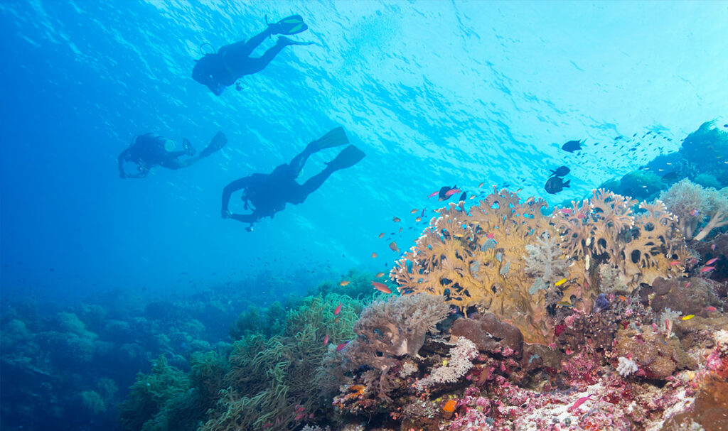 Sharks and Exclusive Underwater Adventures in Tubbataha - Travelogues ...