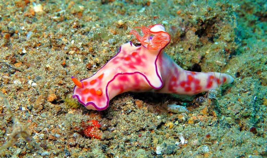 Lembeh: Muck Diving for the Luxury Traveler - Travelogues from Remote Lands