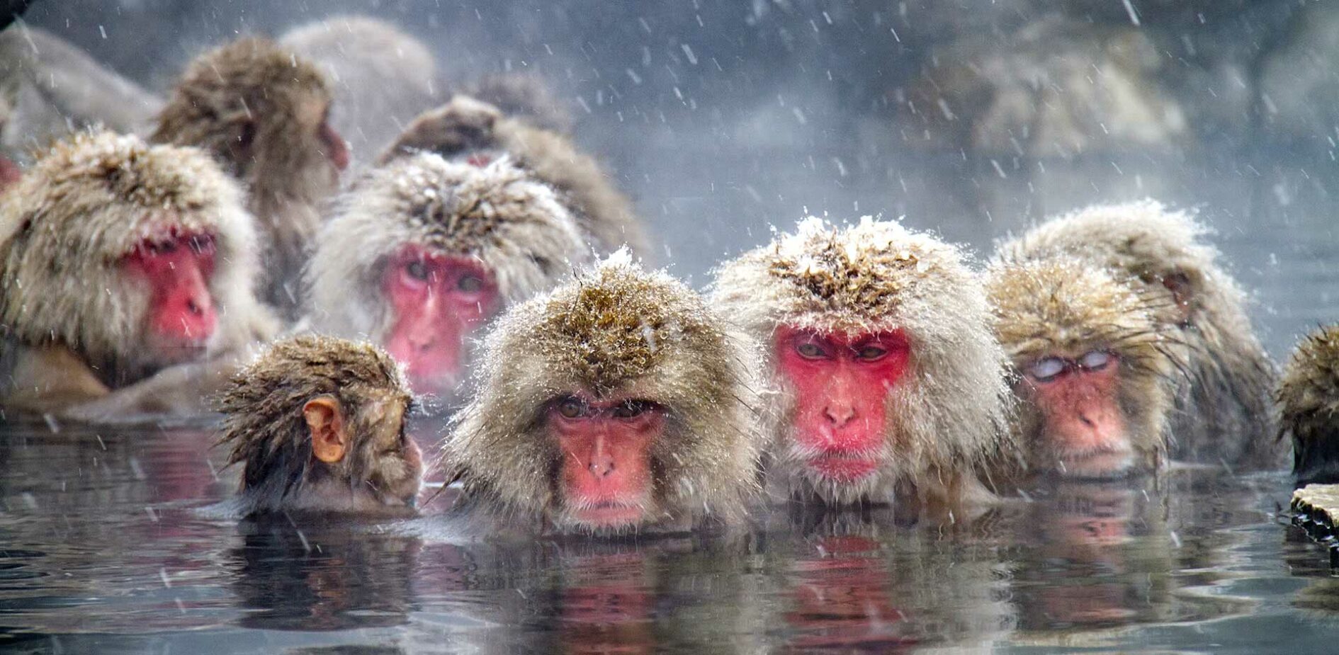 Shika-shima: Japan’s Most Elegant Rail Experience Readies for 2020 ...