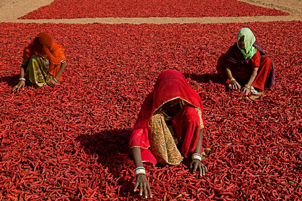 Bishnois: Rajasthan’s Ancient Environmentalists - Travelogues from ...