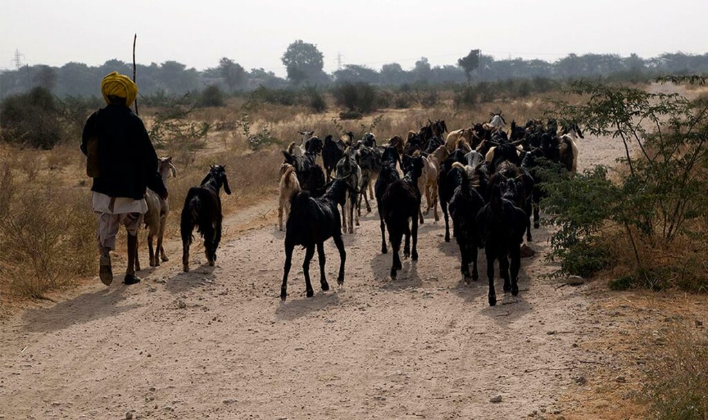 Bishnois: Rajasthan’s Ancient Environmentalists - Travelogues from ...