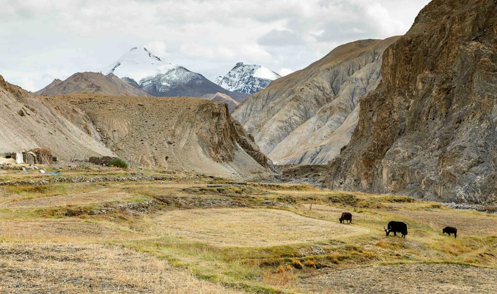 Hiking the Markha Valley Trail in Ladakh - Travelogues from Remote Lands